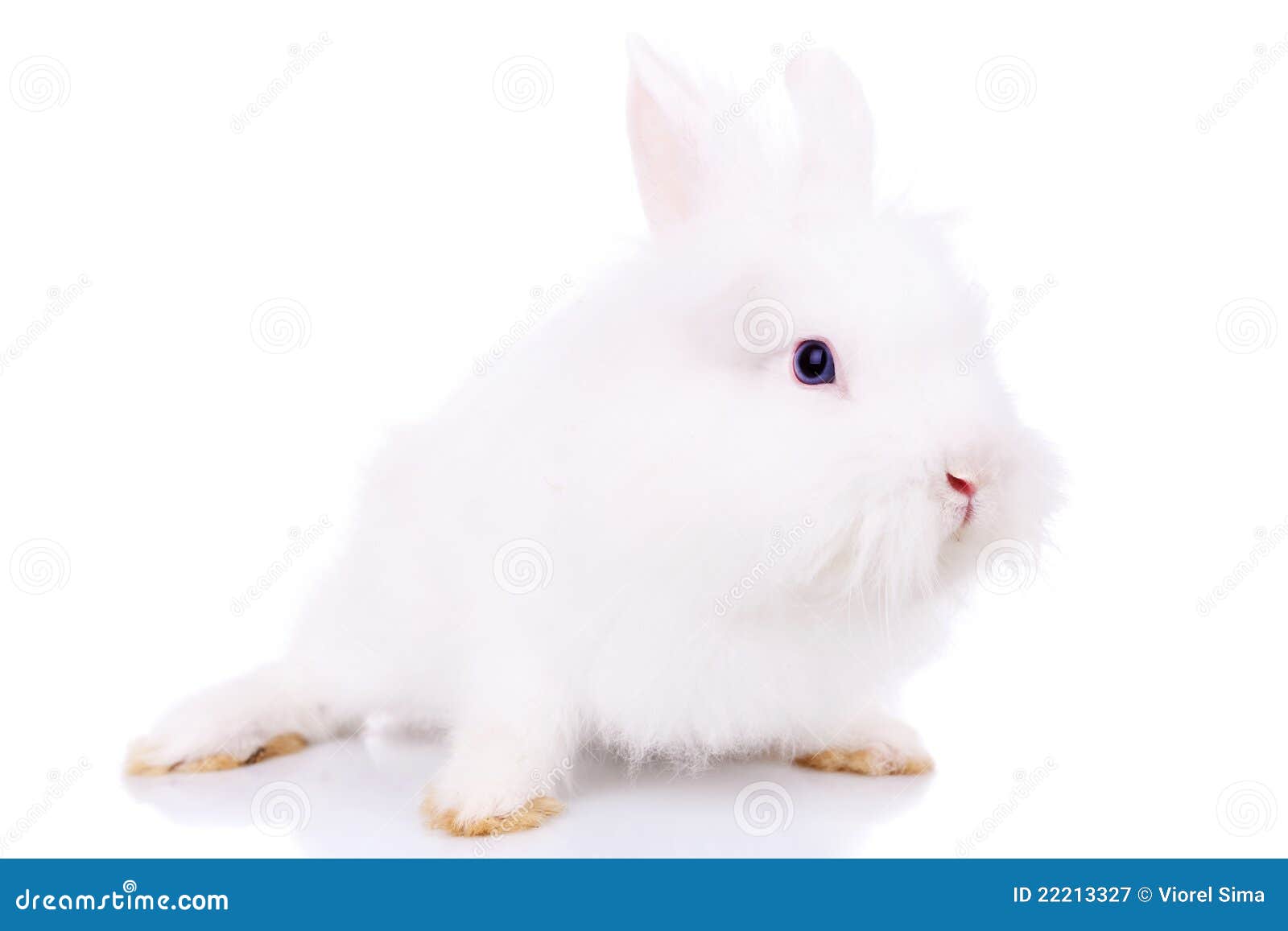 Side View of a Cute Little White Bunny Stock Image - Image of ears ...
