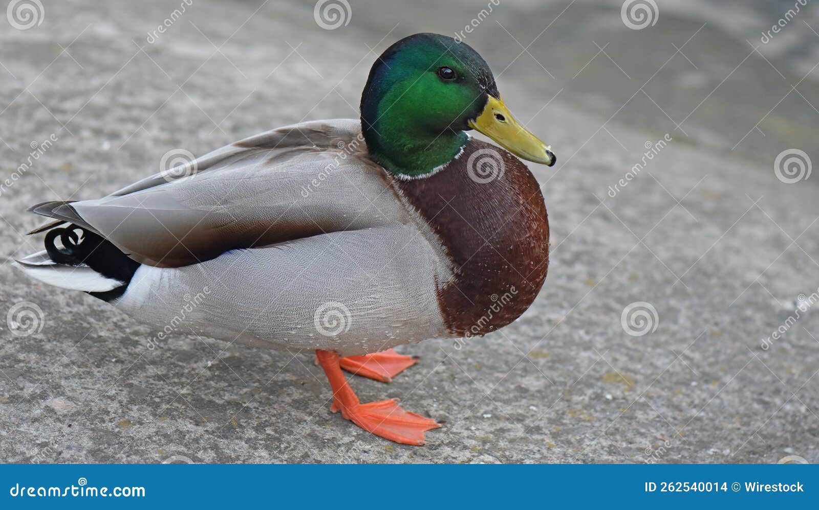 Side View of a Cute Male Mallard Duck Standing on the Ground Stock ...