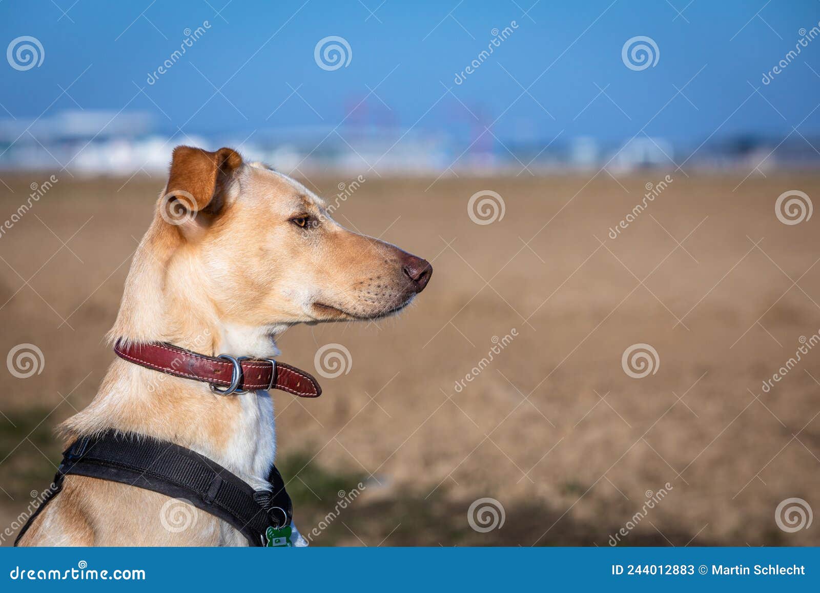 Side View of a Cute Pet Dog Stock Image - Image of staring, watch ...