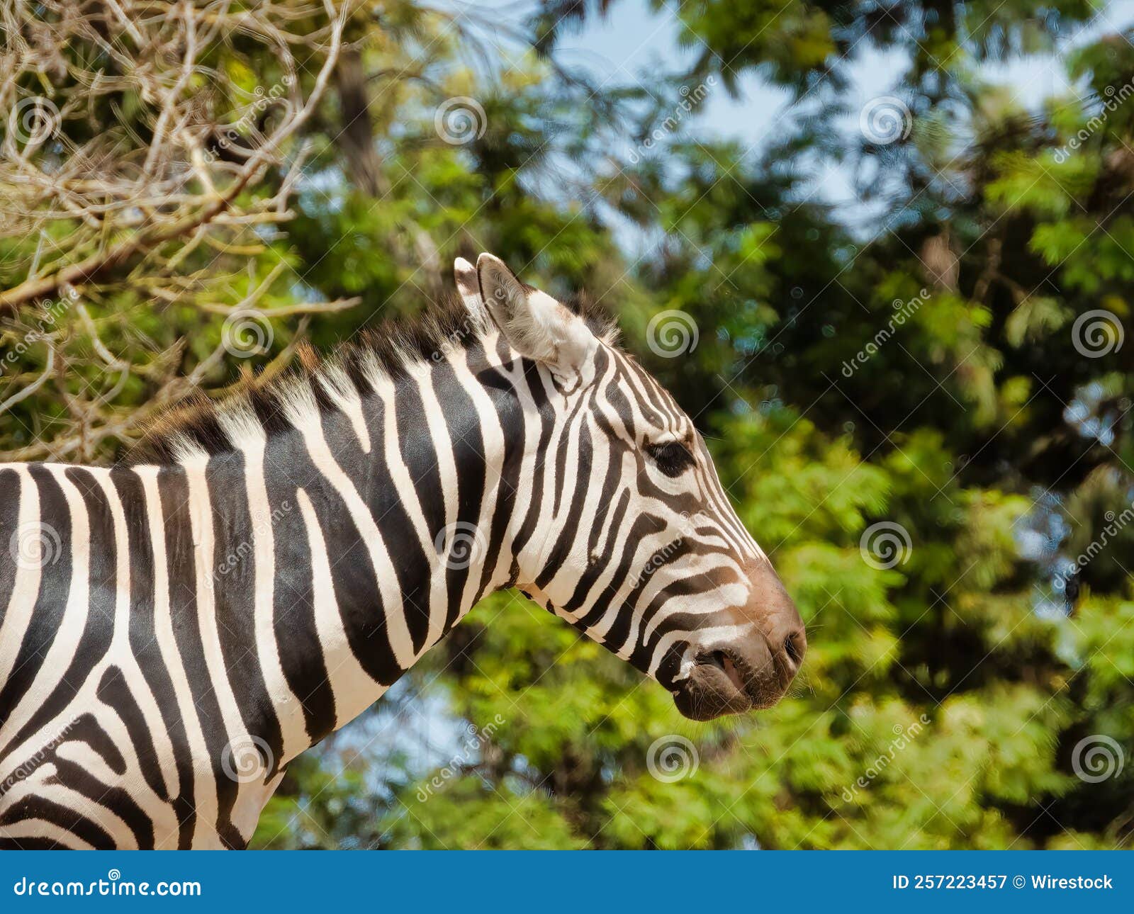 Side View of a Cute Zebra (Hippotigris) Stock Image - Image of ...