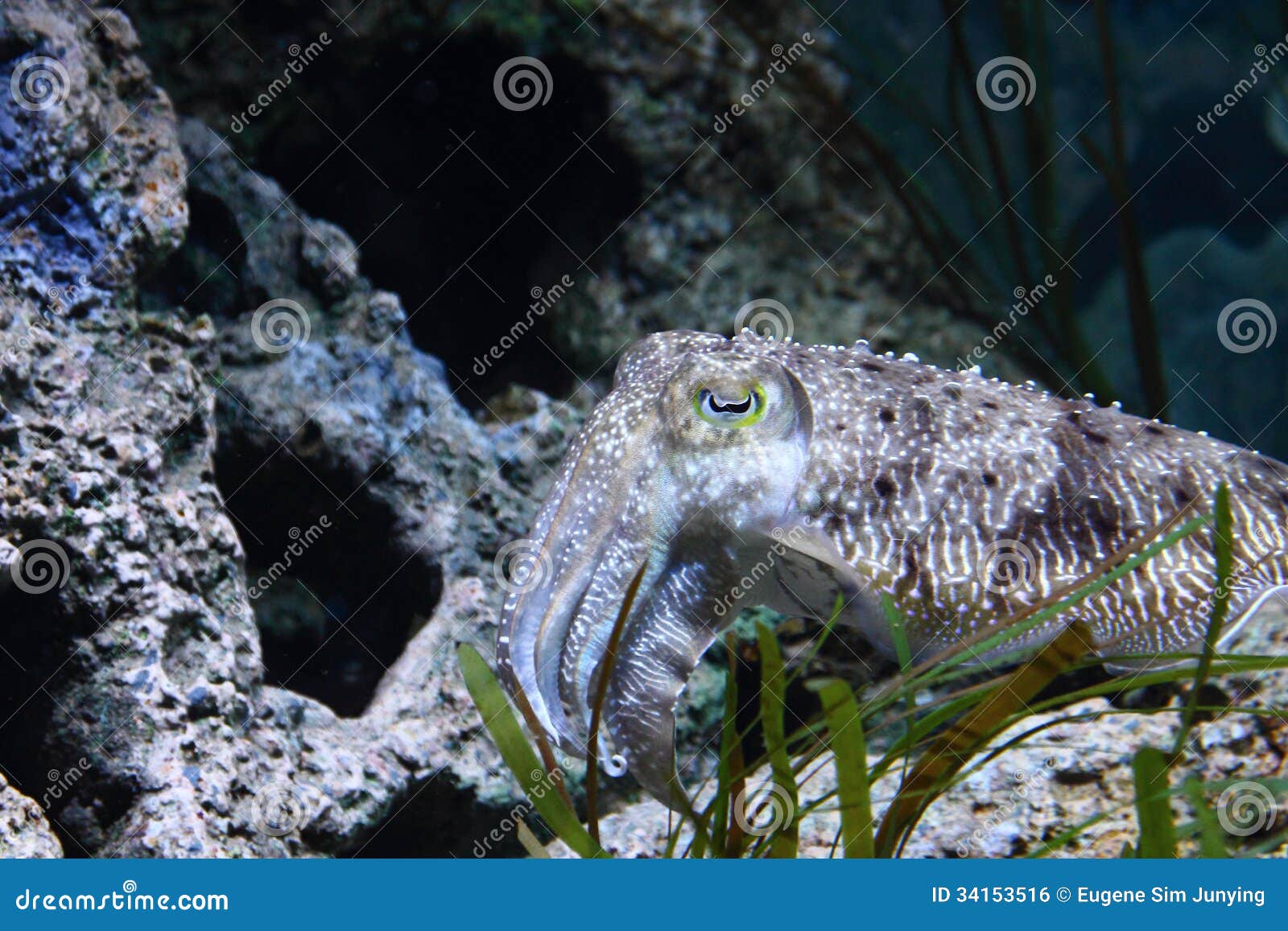 Side view of cuttlefish stock photo. Image of underwater - 34153516