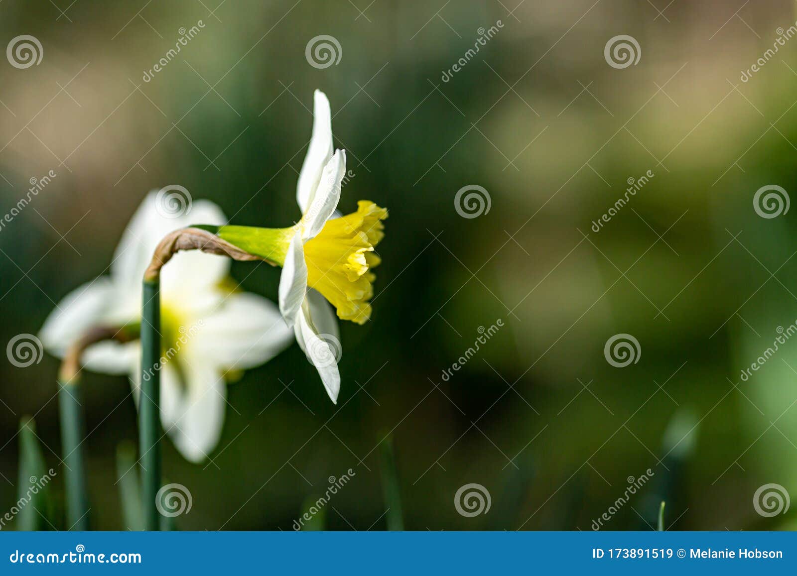 A Side View of a Daffodil stock image. Image of cheerful - 173891519