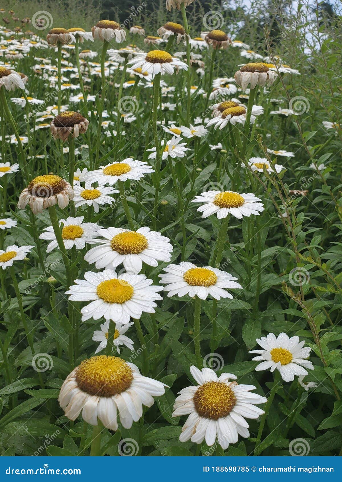 Side view of daisy stock image. Image of field, prairie - 188698785