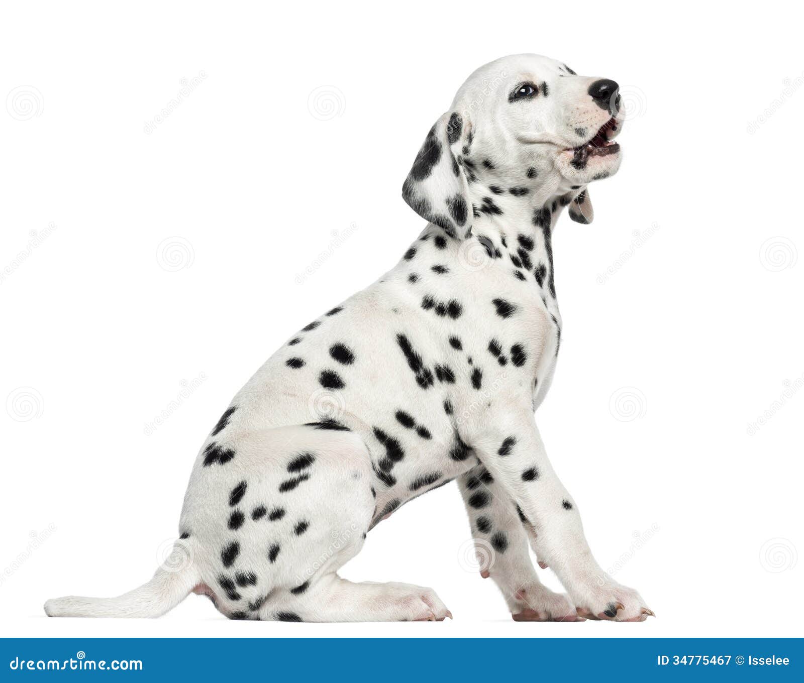 Side View of a Dalmatian Puppy Barking, Sitting, Isolated Stock Image ...