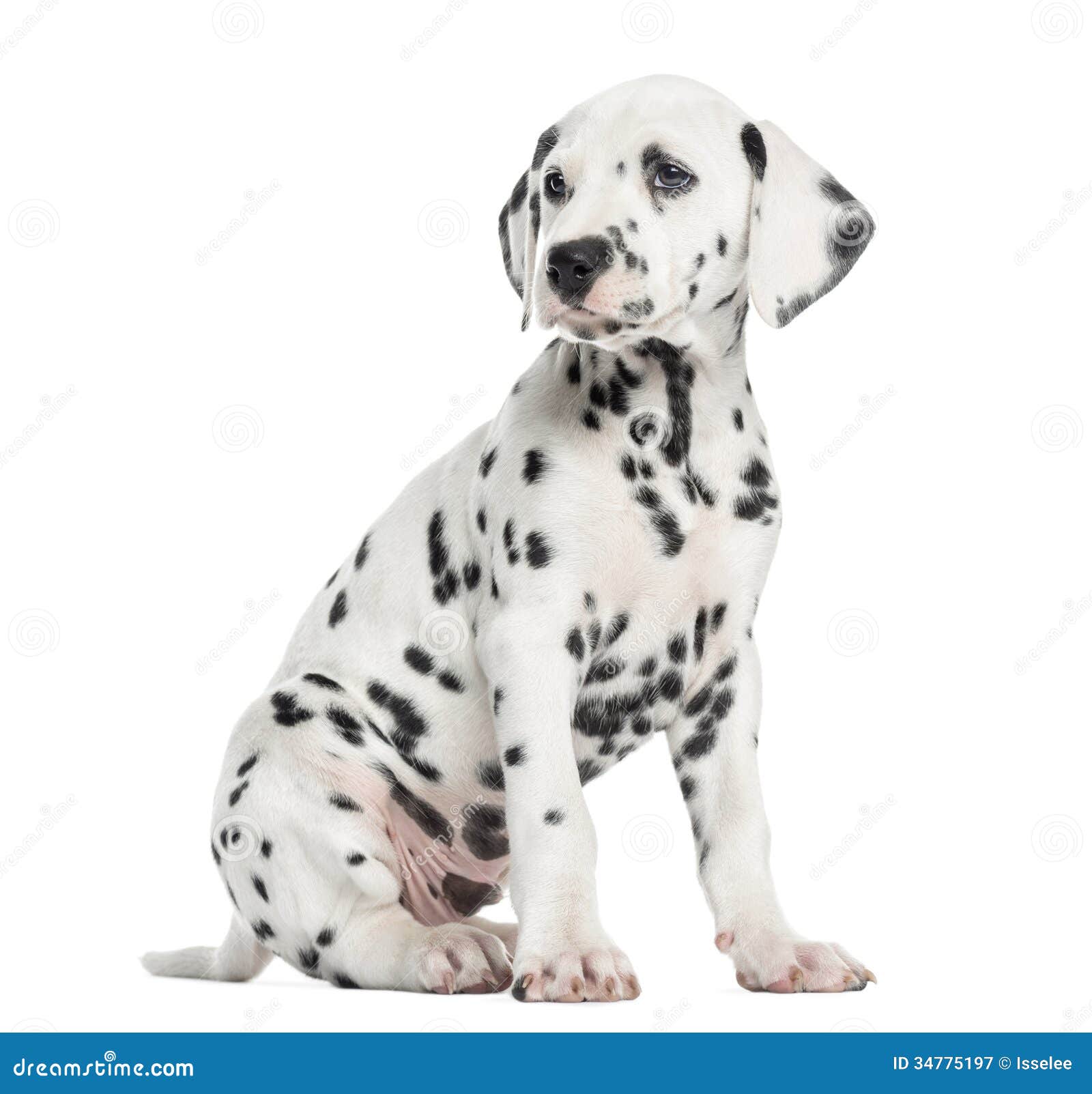 Side View of a Dalmatian Puppy Sitting, Looking Away, Isolated Stock ...