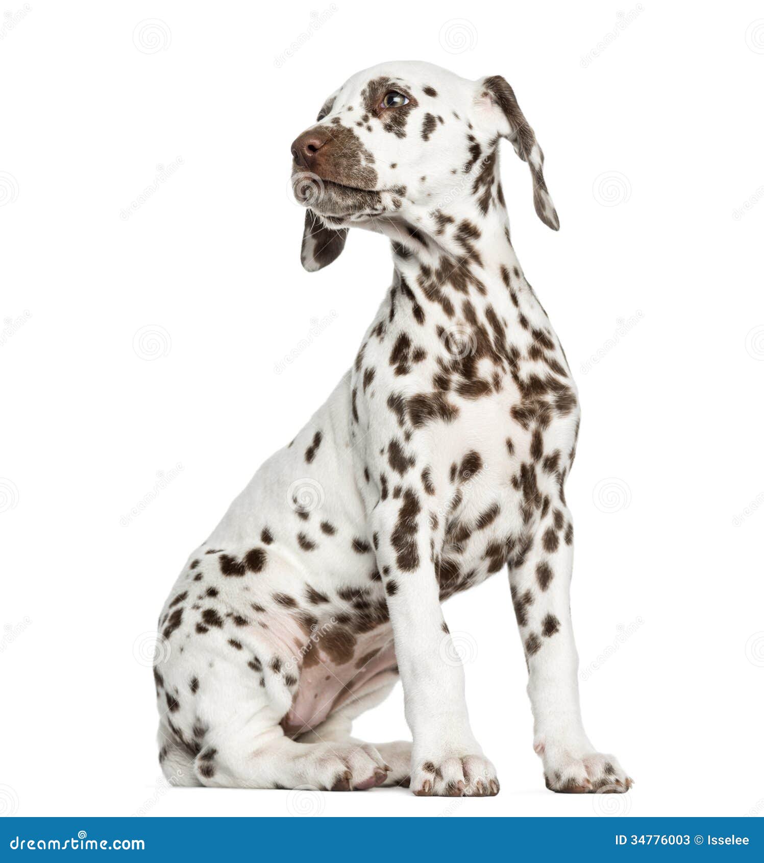 Side View of a Dalmatian Puppy Sitting, Looking Backwards Stock Image ...