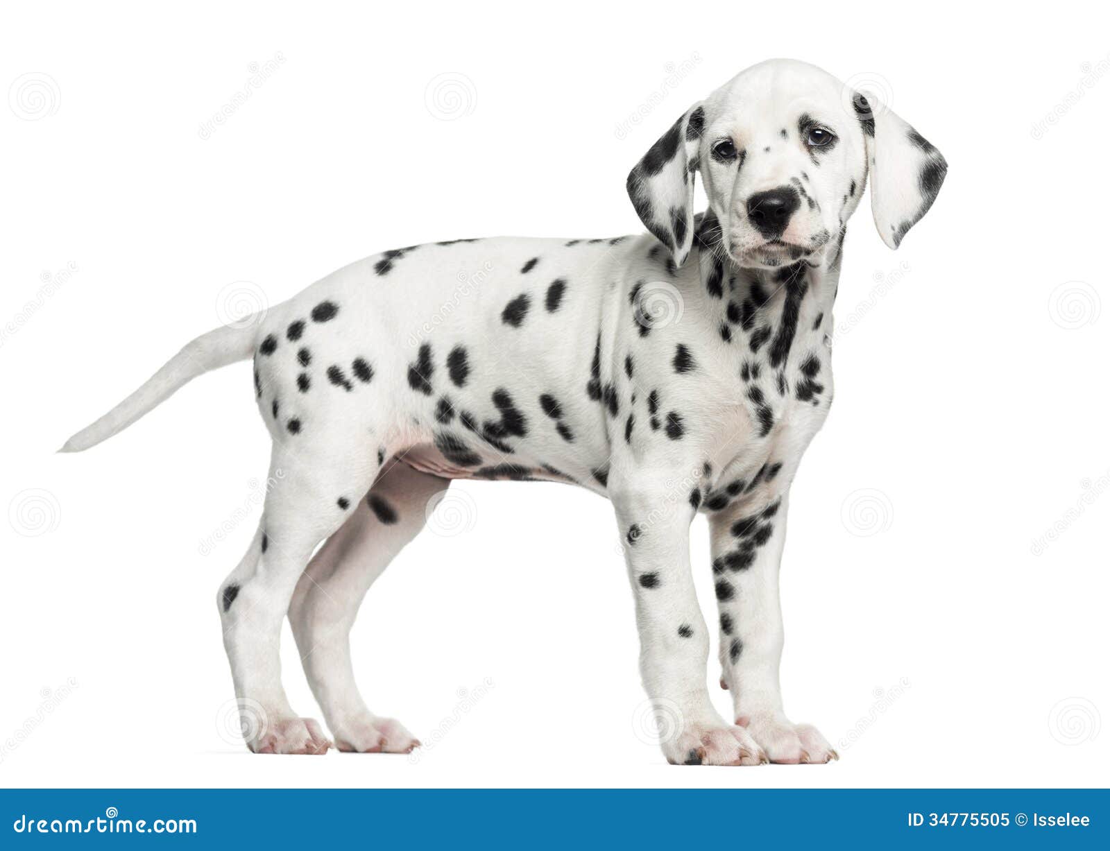 Side View of a Dalmatian Puppy Standing, Looking Away, Isolated Stock ...