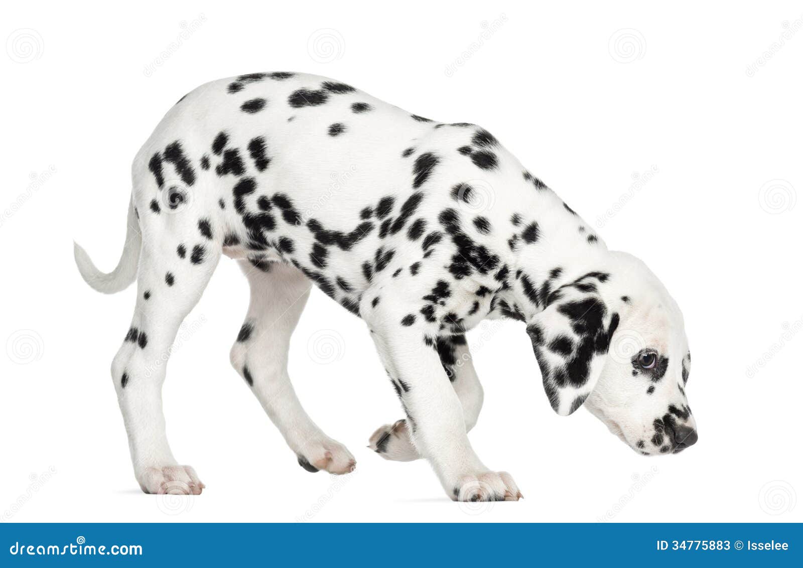 Side View of a Dalmatian Puppy Standing, Sniffing the Floor Stock Image ...