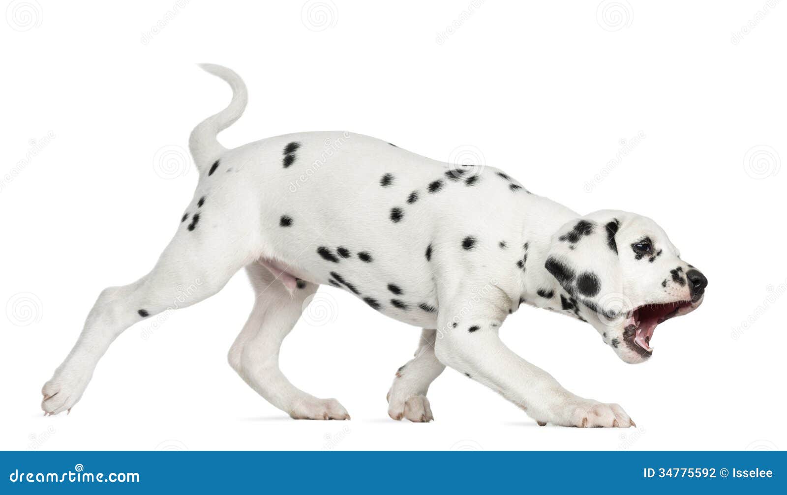 Side View of a Dalmatian Puppy Walking and Barking, Isolated Stock ...