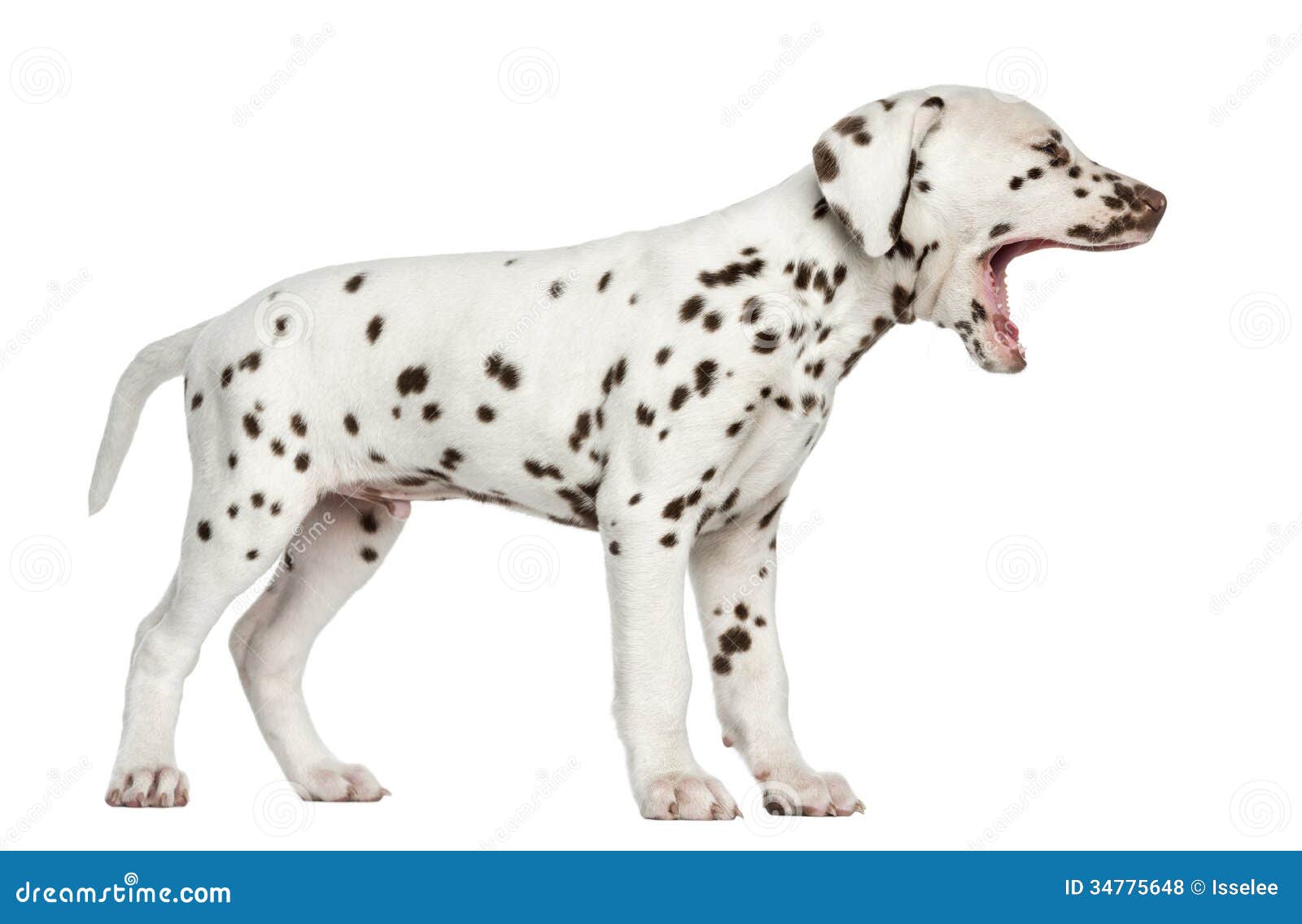 Side View of a Dalmatian Puppy Yawning, Isolated Stock Photo - Image of ...