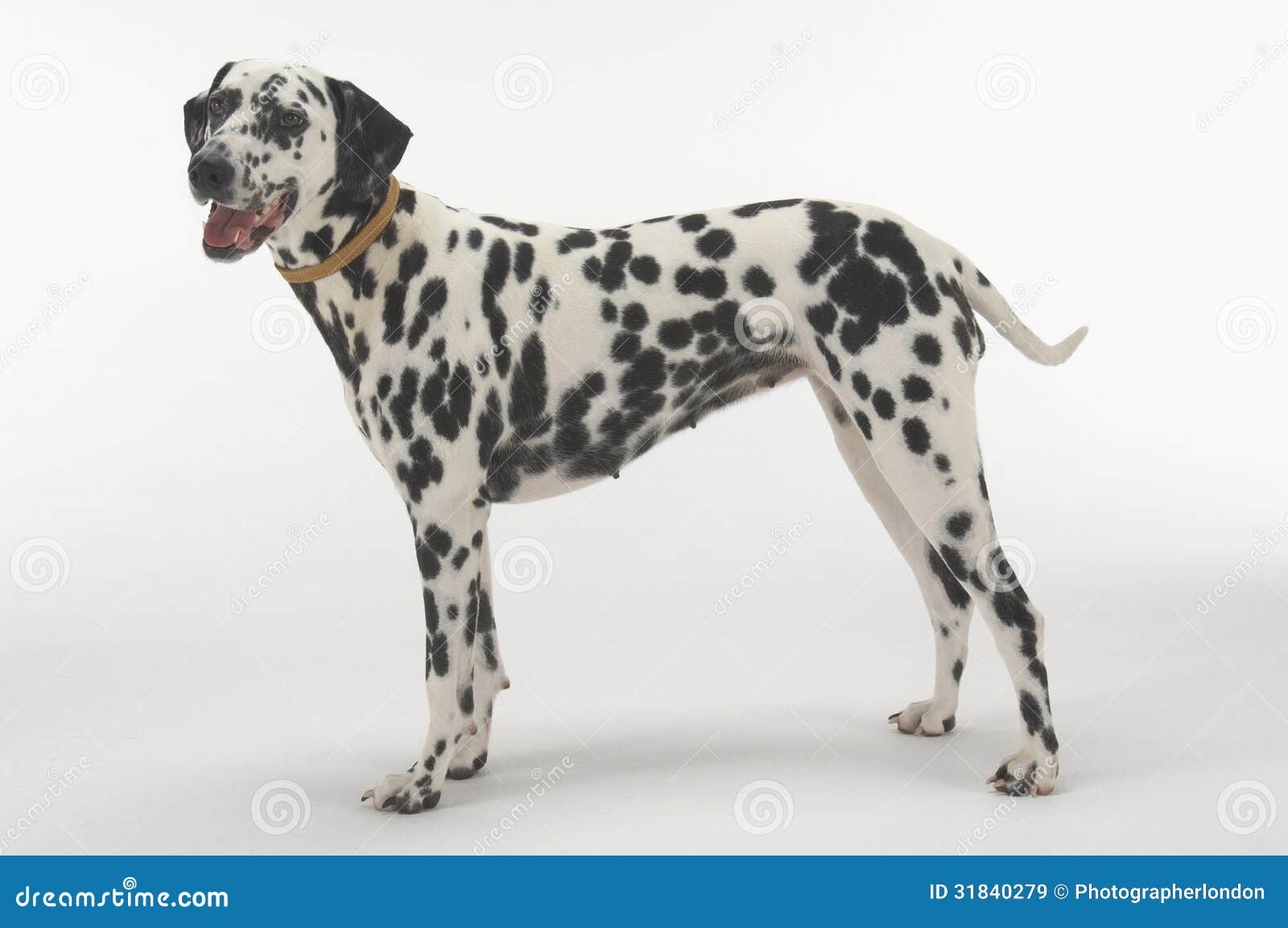 Side View of Dalmatian Standing Stock Image - Image of purebred, nature ...