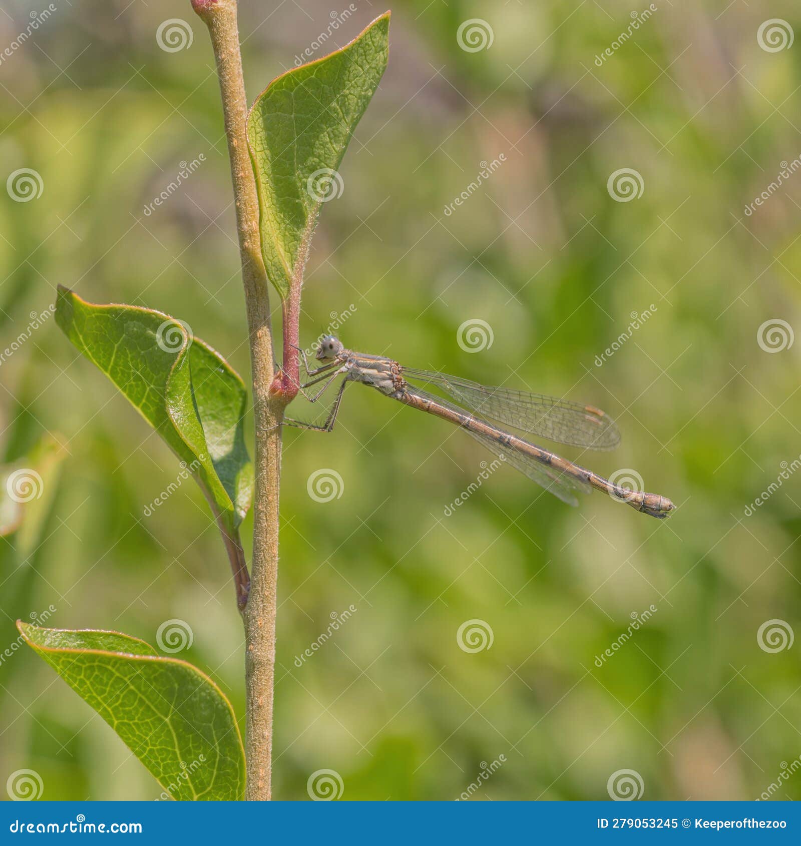Side View of a Damsel Fly Holding Onto a Plan Stem Stock Image - Image ...