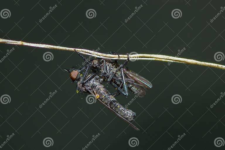 Side View of a Dance Flies Mating on a Twig Stock Photo - Image of ...