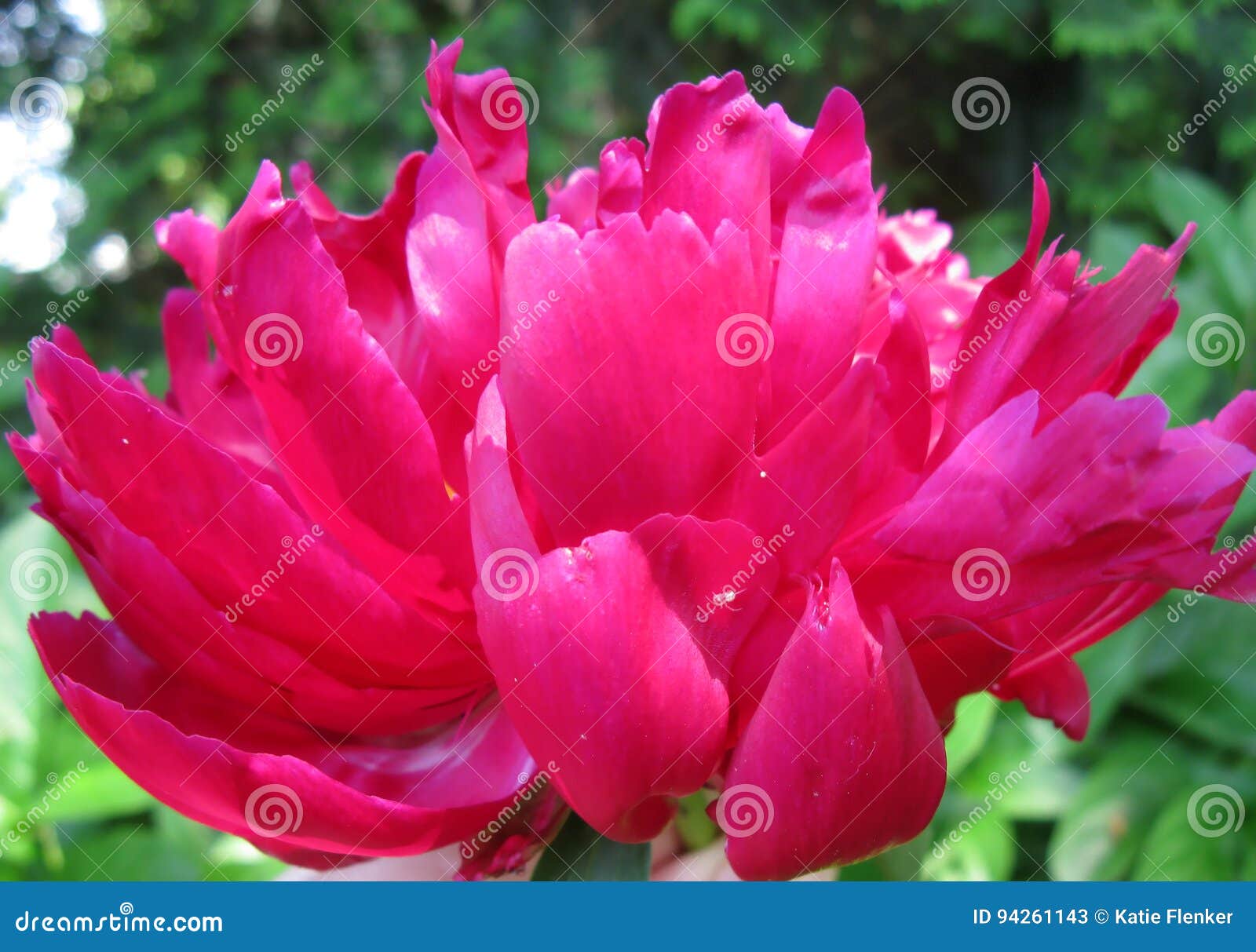 Side View of Dark Pink Peony Stock Image - Image of spring, side: 94261143