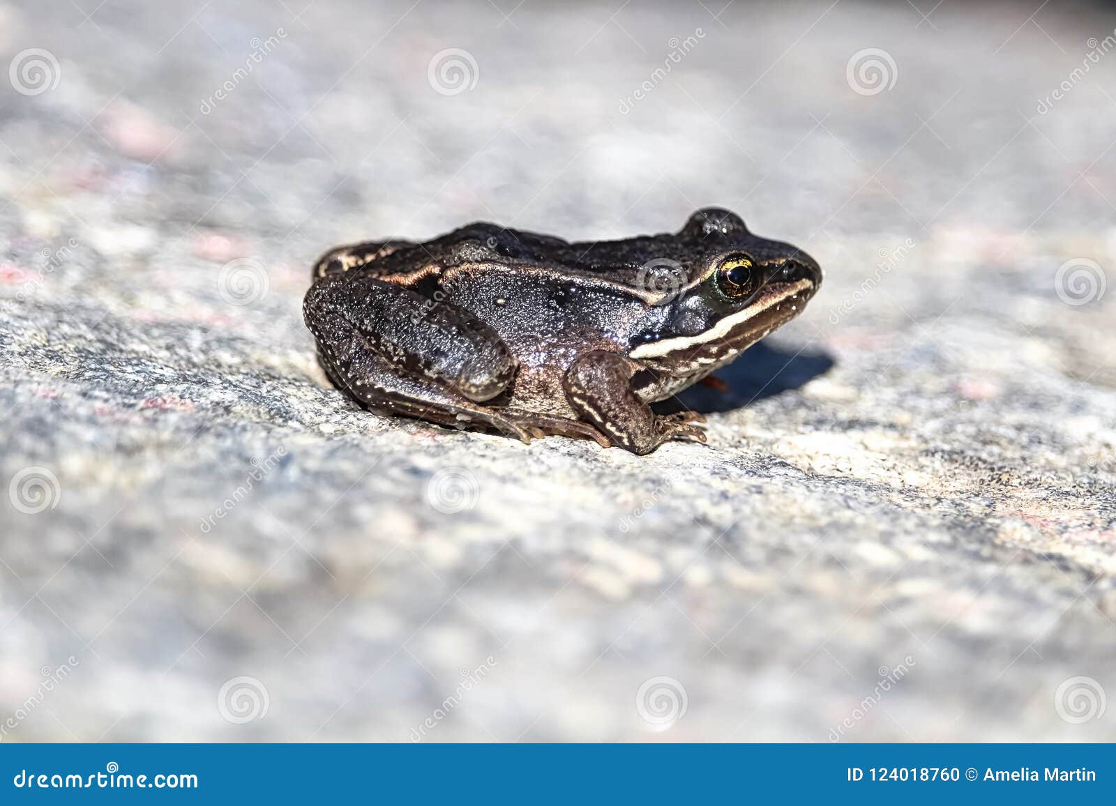 The Side View of a Dark Wood Frog Stock Photo - Image of canada, nature ...