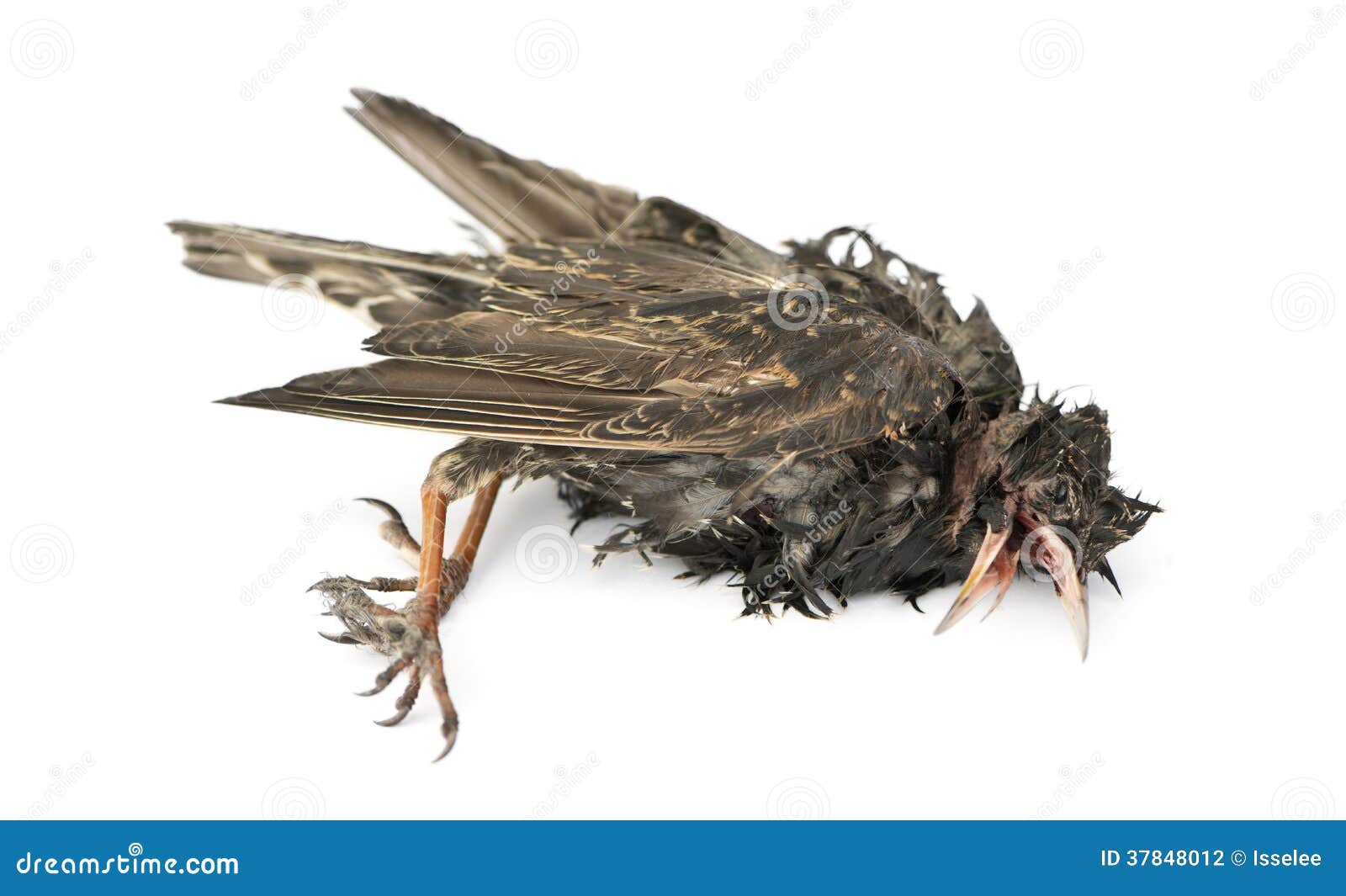 Side View of a Dead Common Starling in State of Decomposition Stock ...