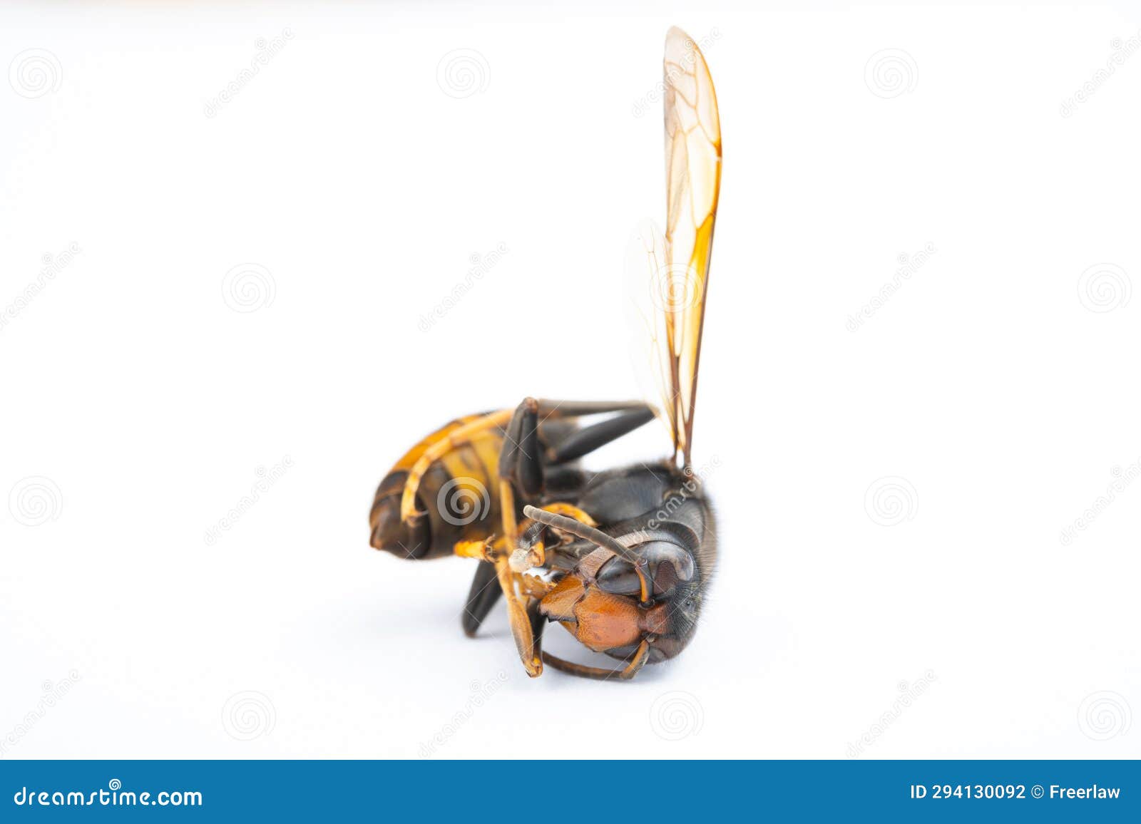 Side View Dead Wasp on White Background Stock Photo - Image of ...