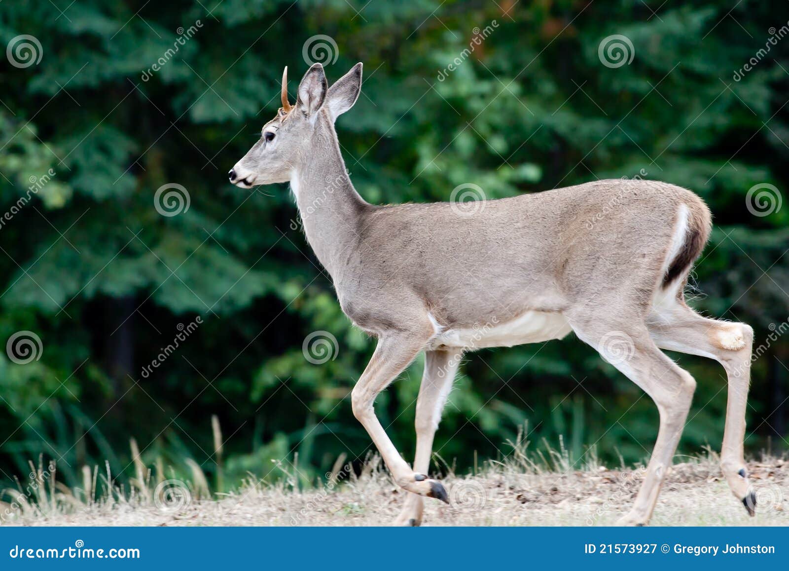 Side view of deer. stock image. Image of mammal, deer - 21573927