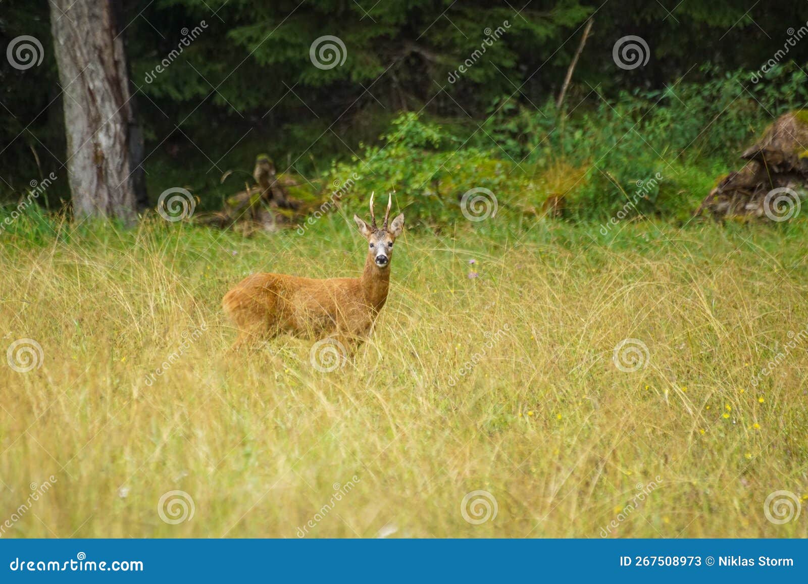 Side View of Deer Standing on Field Stock Image - Image of open, person ...