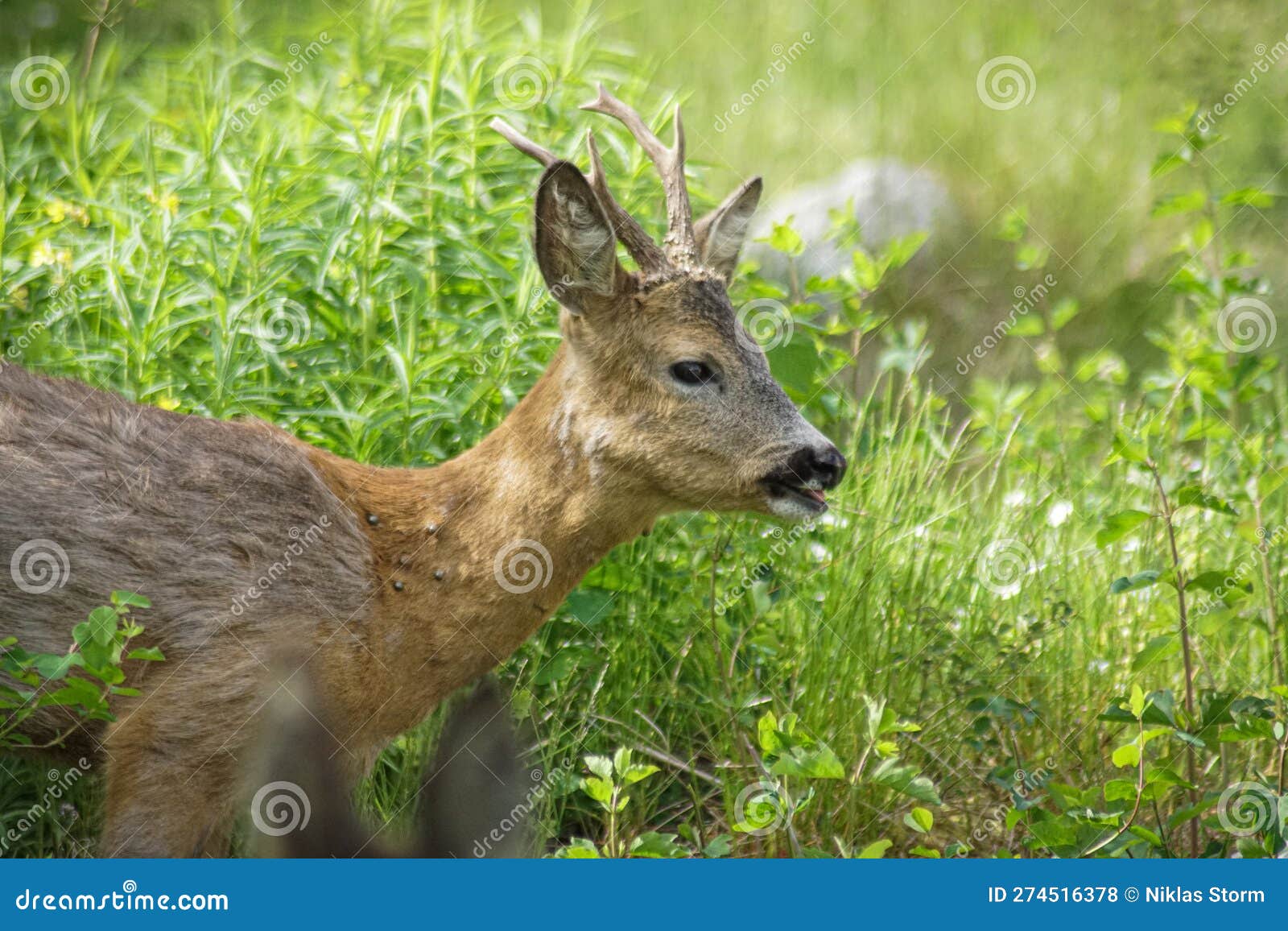 Side View of a Deer Standing on Field Stock Photo - Image of grassland ...