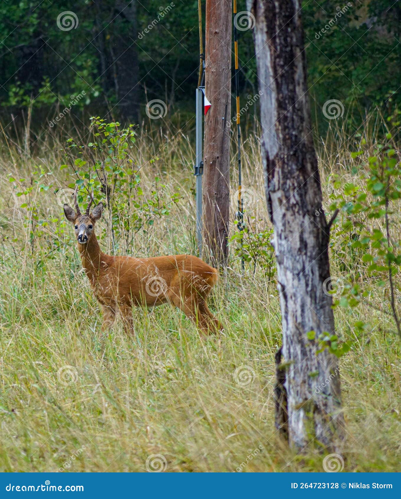 Side View of Deer Standing Next To Forest Stock Photo - Image of ...