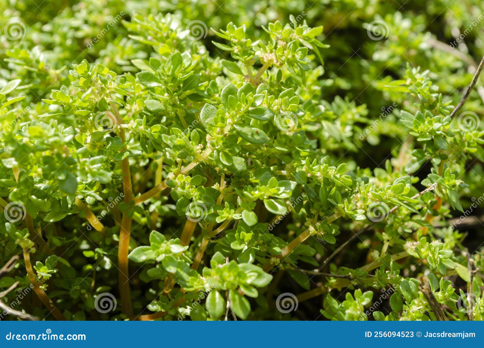 Stems of Pilea Microphylla stock image. Image of foliage - 256094523