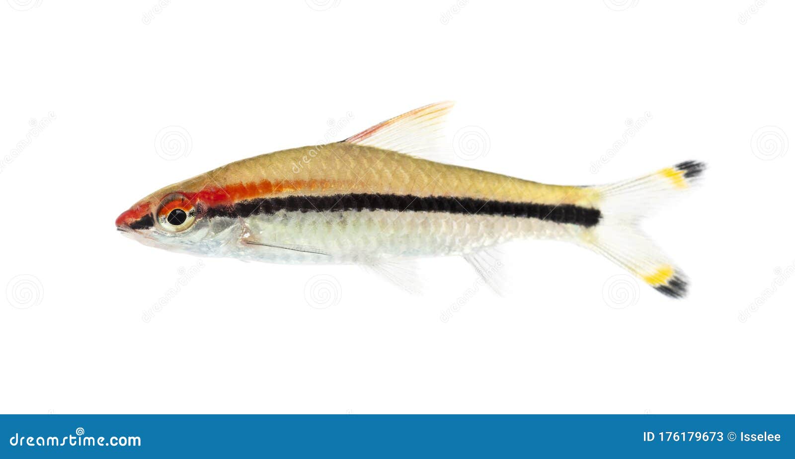 Side View of a Denison Barb, Sahyadria Denisonii, Isolated Stock Image ...