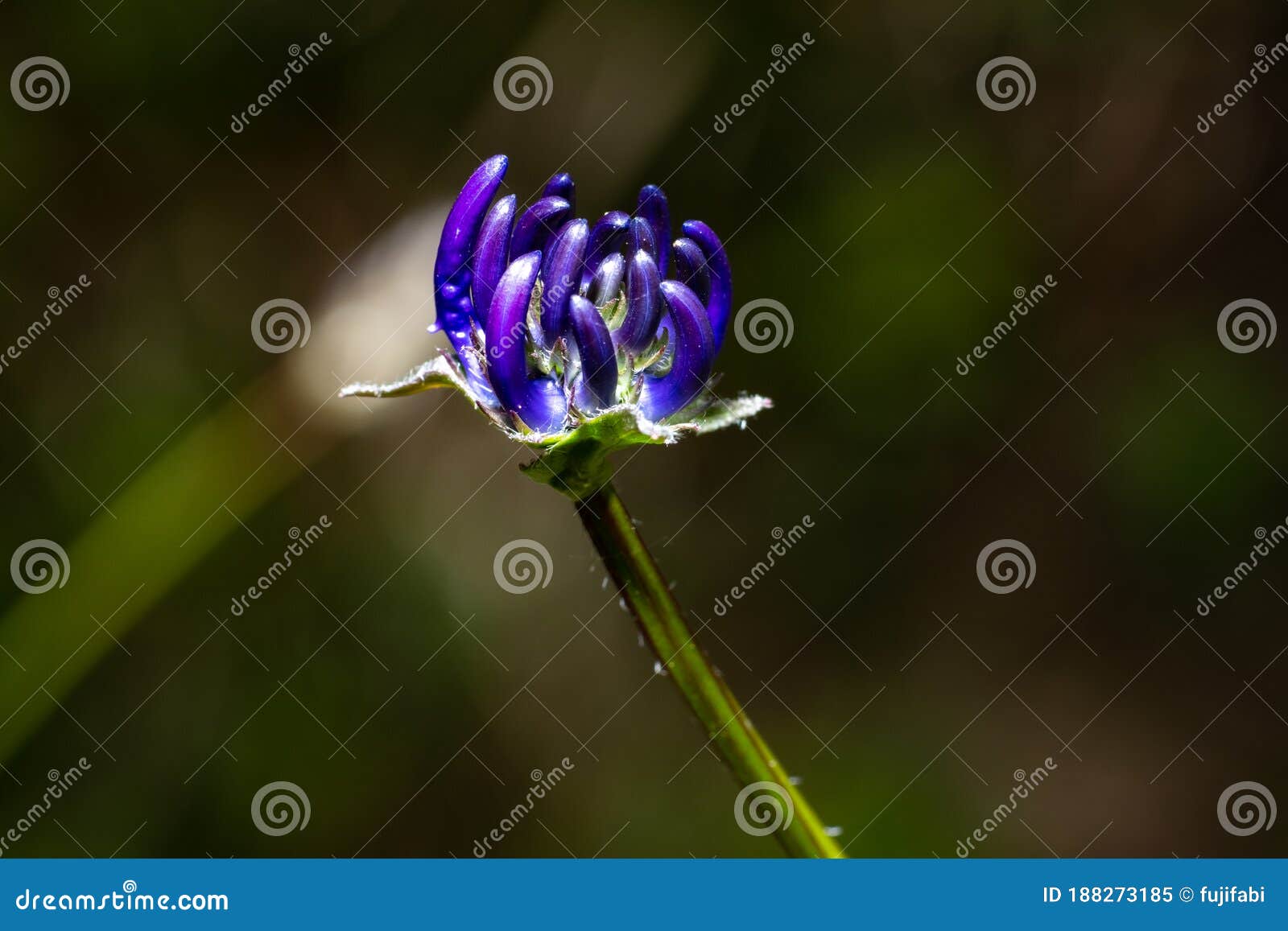 Devil`s claw side view stock image. Image of botanical - 188273185