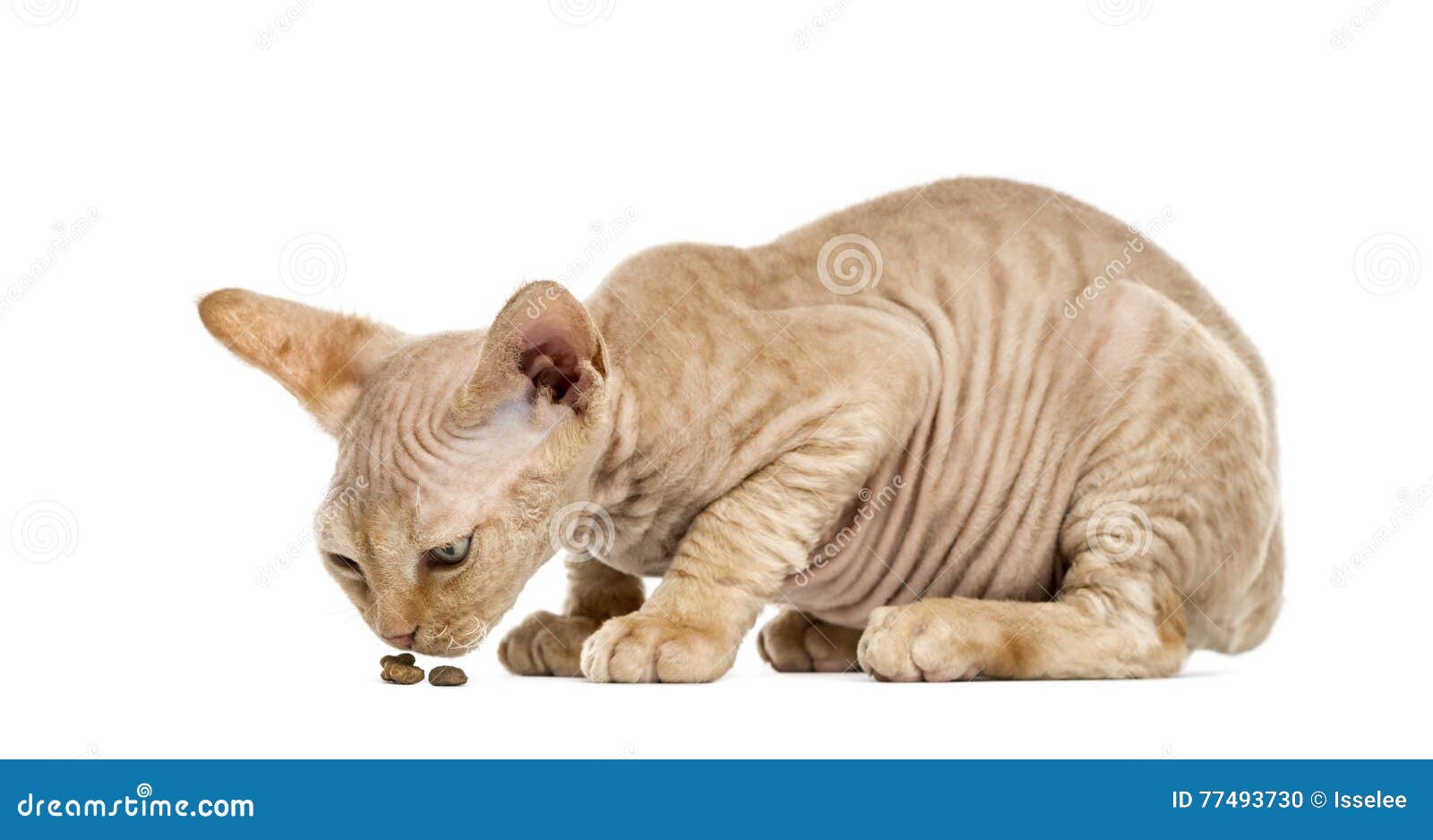Side View of a Devon Rex Eating Isolated on White Stock Photo - Image ...