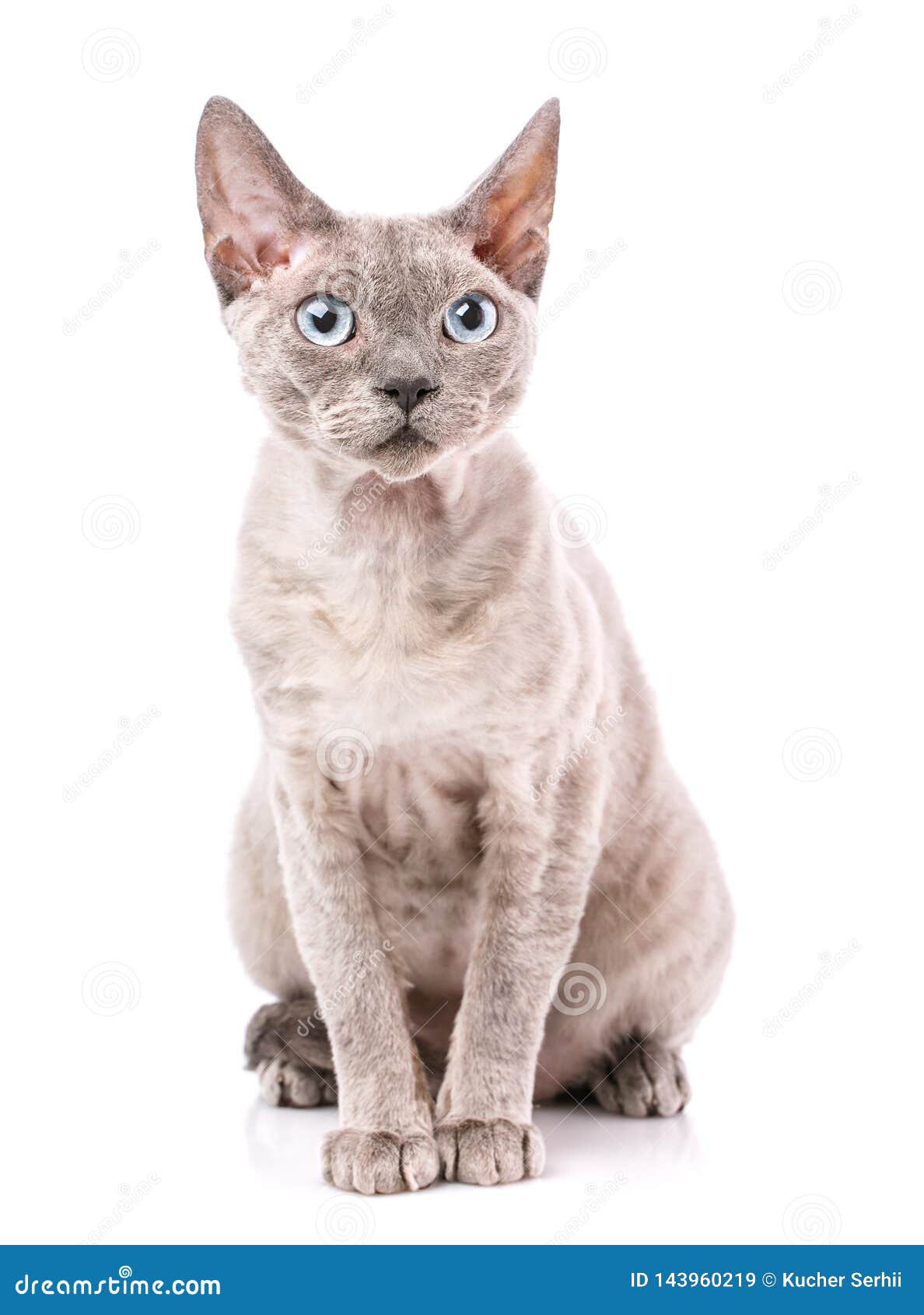 Side View of a Devon Rex Sitting Stock Image - Image of pussycat ...