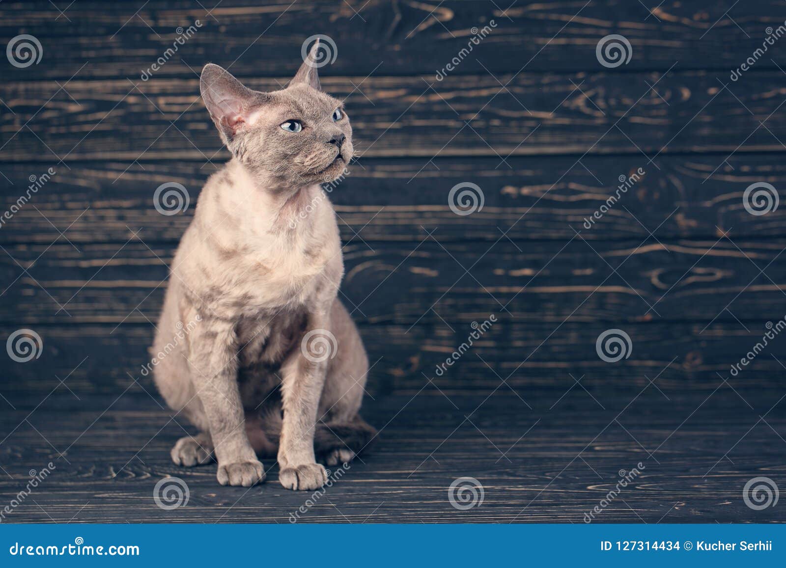 Side View of a Devon Rex Sitting Stock Photo - Image of portrait ...