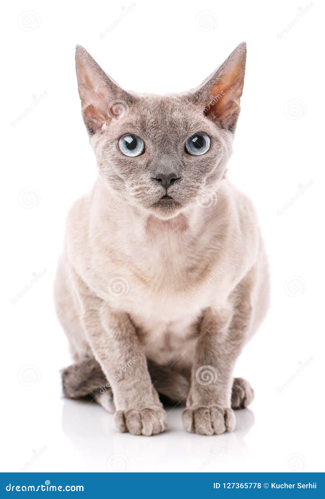 Side View of a Devon Rex Sitting Stock Photo - Image of animals, animal ...
