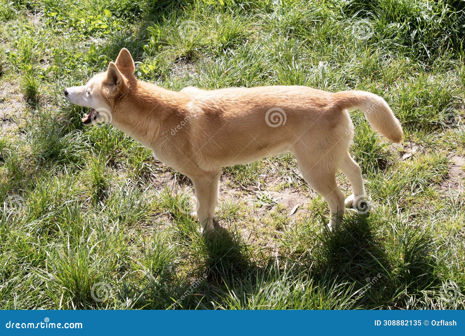 This is a Side View of a Dingo Stock Image - Image of animal, australia ...