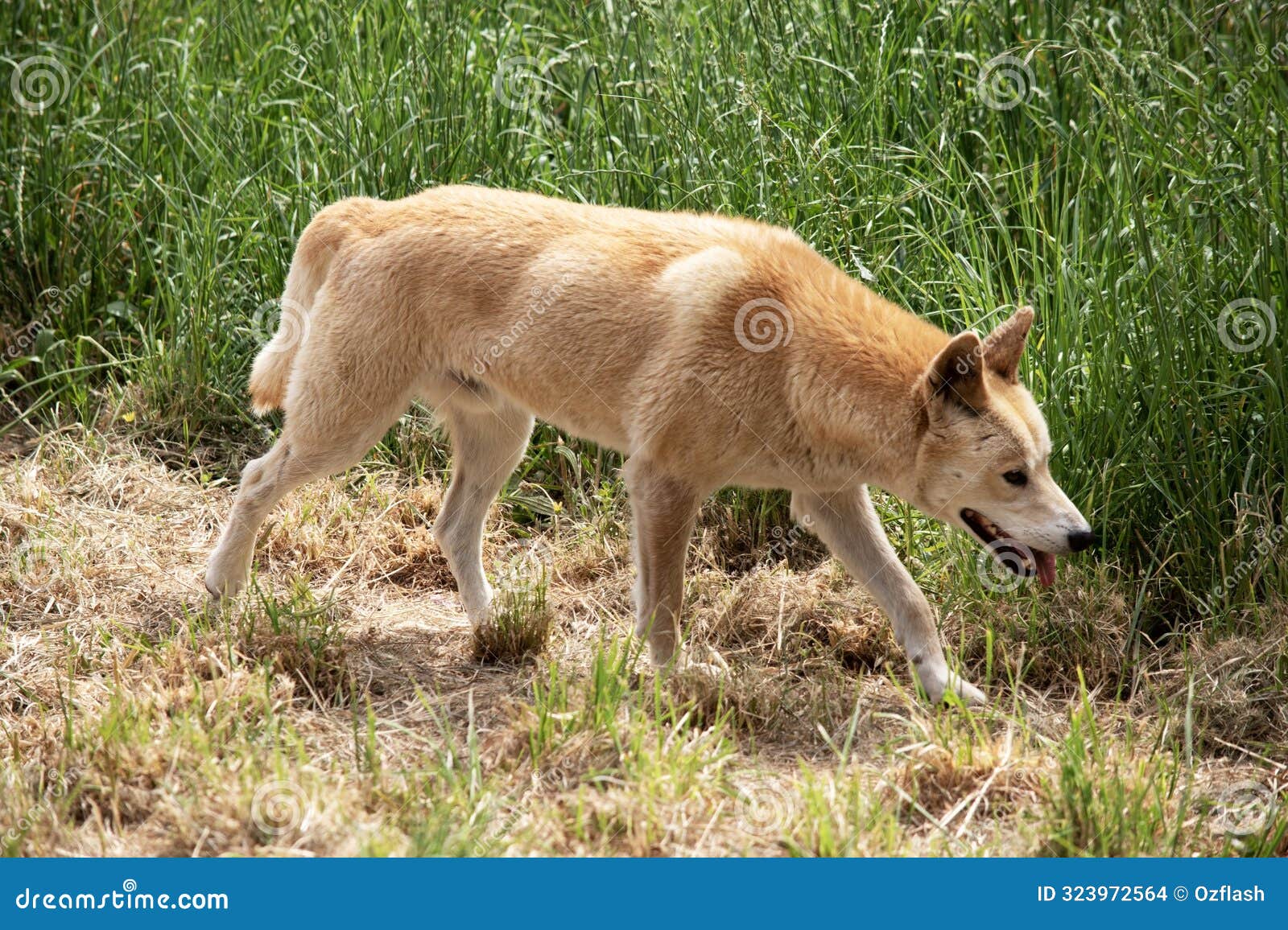This is a Side View of a Dingo Stock Photo - Image of wolf, white ...
