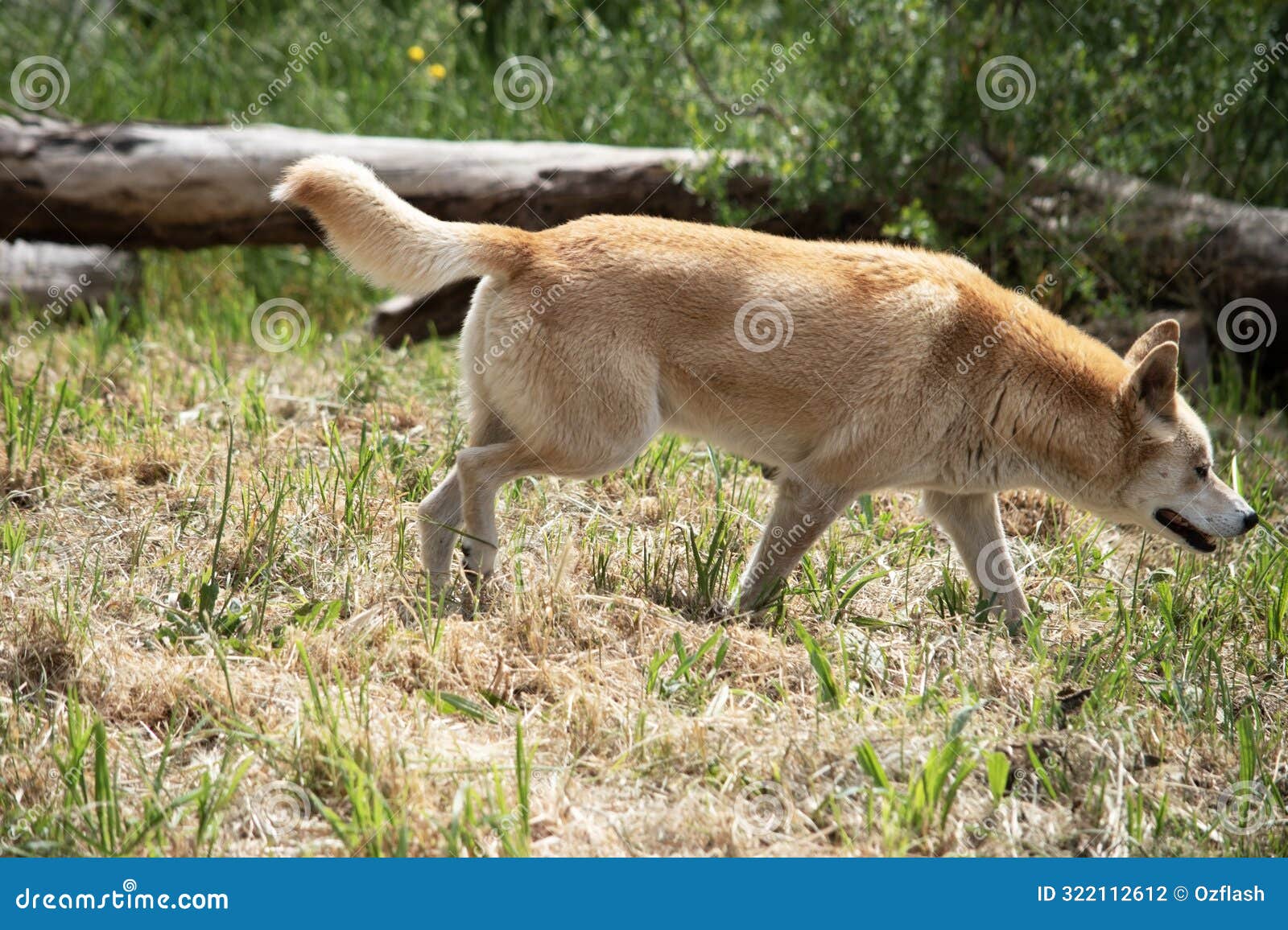 This is a Side View of a Dingo Stock Photo - Image of wild, vicious ...