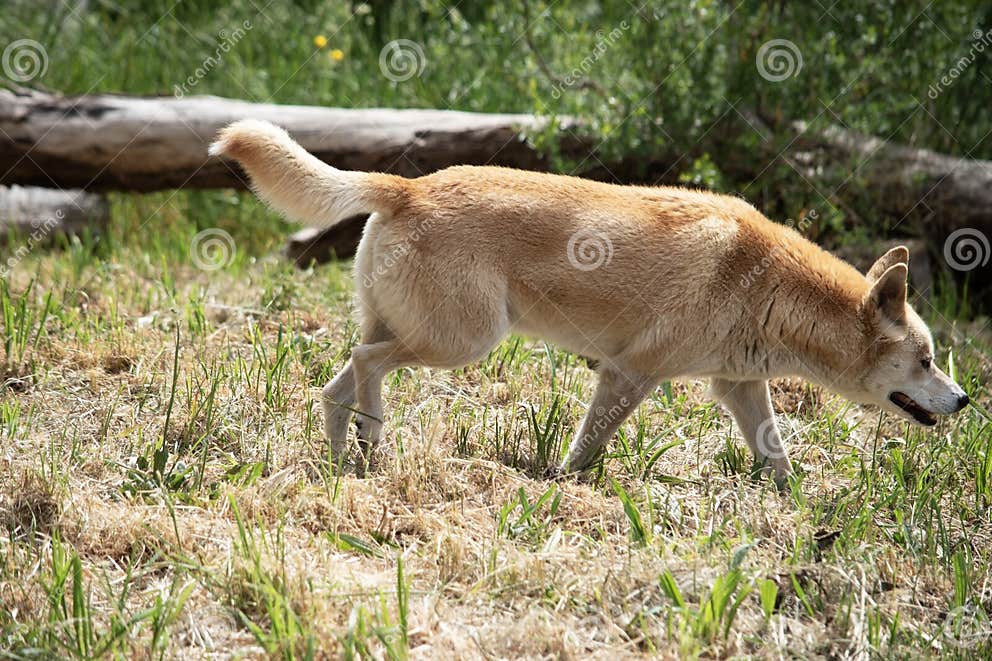 This is a Side View of a Dingo Stock Photo - Image of wild, vicious ...