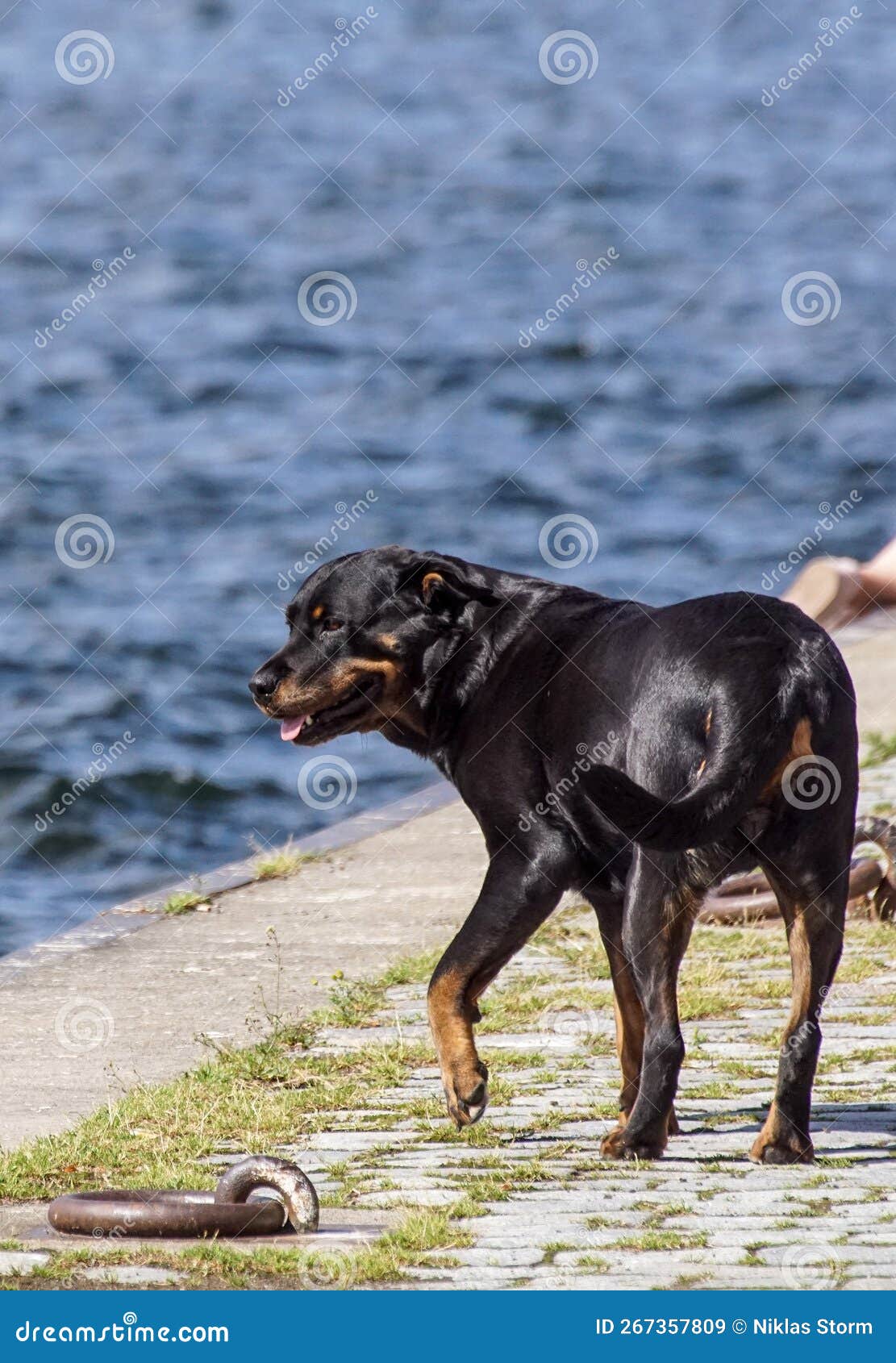 Side View of Dog Standing by Lake Stock Image - Image of domestic, cute ...