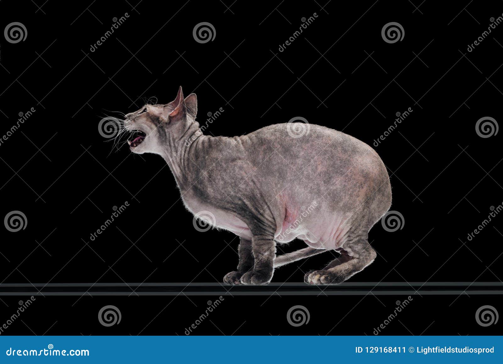 Side View of Domestic Grey Sphynx Cat Meowing Stock Image - Image of ...