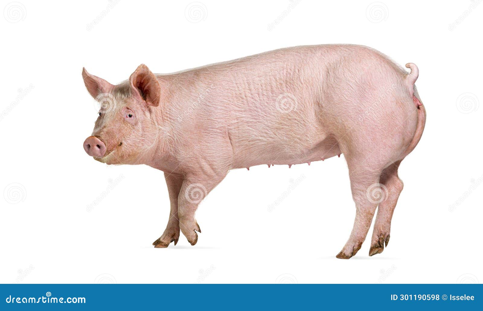Side View of a Domestic Pig, Isolated on White Stock Photo - Image of ...