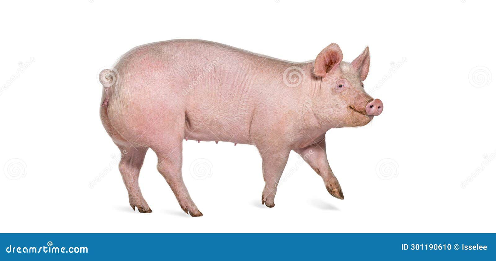 Side View of a Domestic Pig, Isolated on White Stock Photo - Image of ...
