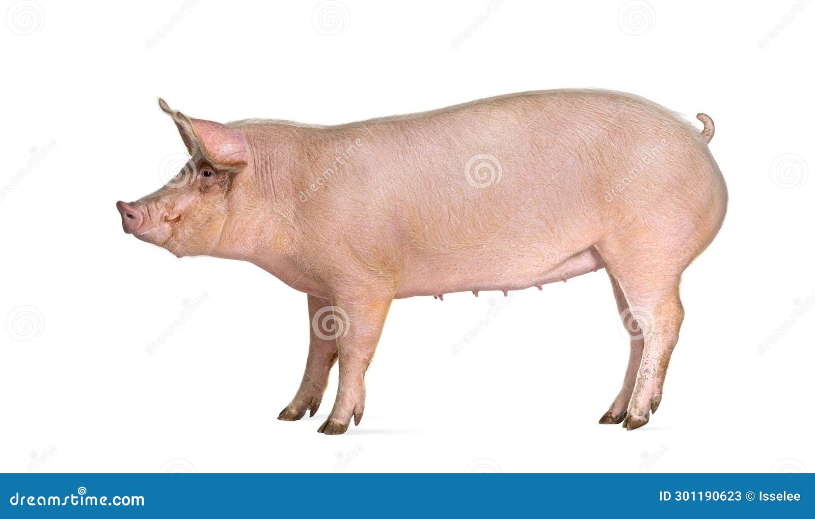 Side View of a Domestic Pig, Isolated on White Stock Image - Image of ...