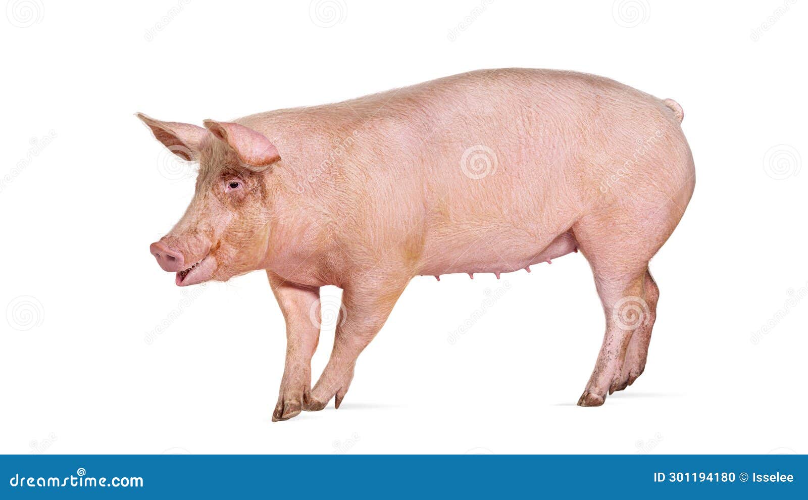 Side View of a Domestic Pig, Isolated on White Stock Photo - Image of ...