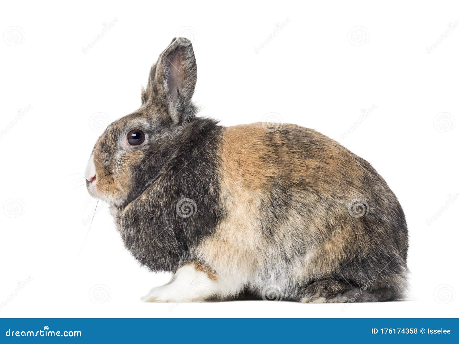 Side View of a Domestic Rabbit, Isolated Stock Photo - Image of ...