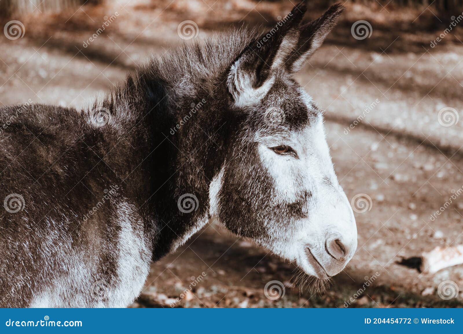 Side View of a Donkey on a Farm Under the Sunlight Stock Photo - Image ...