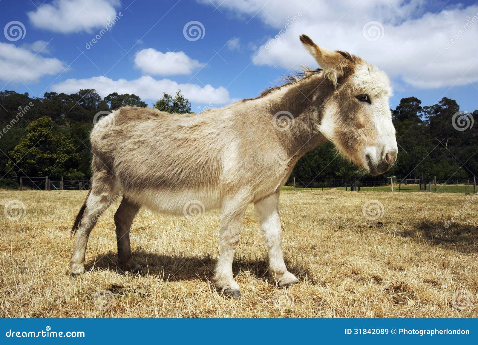 Side View of Donkey in Field Stock Image - Image of mammal, outdoors ...