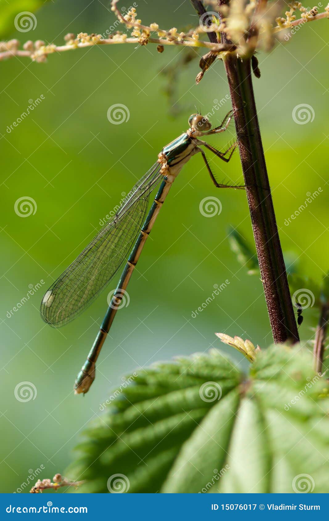 Side view of dragonfly stock image. Image of wing, closeup - 15076017