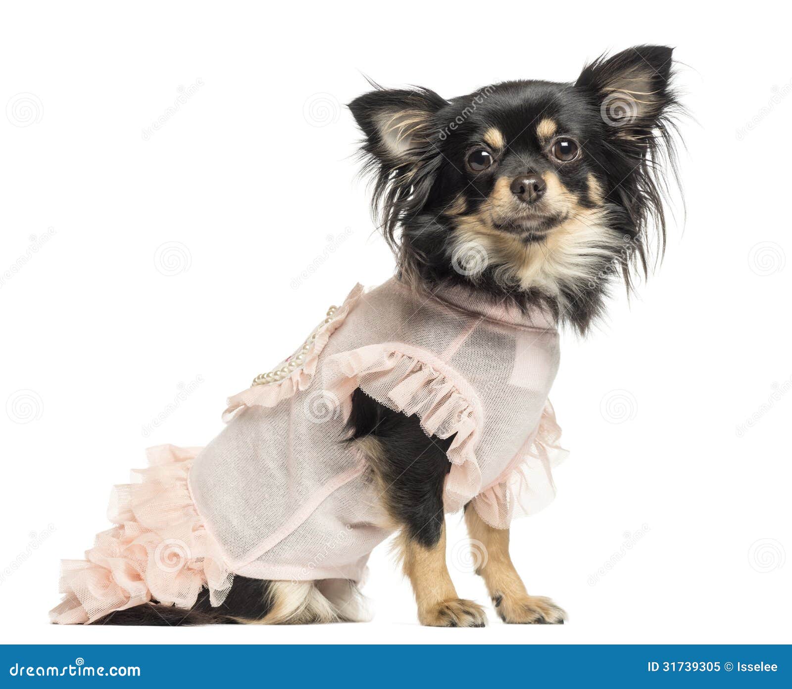 Side View of a Dressed Up Chihuahua Facing, 22 Months Old Stock Image ...