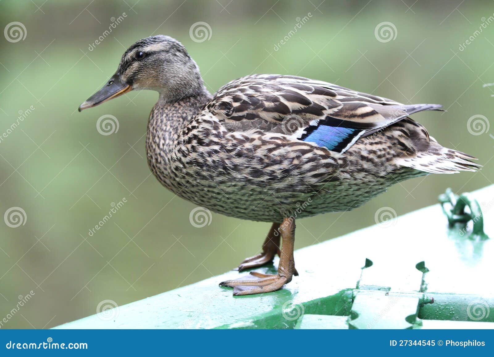 3,760 Side View Duck Photos - Free & Royalty-Free Stock Photos from ...