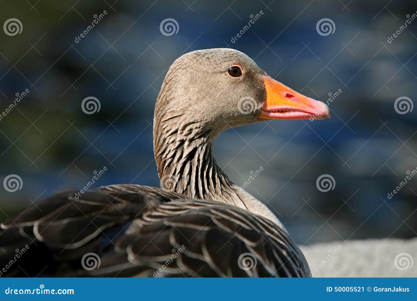 Side View Duck Stock Images - 1,615 Photos
