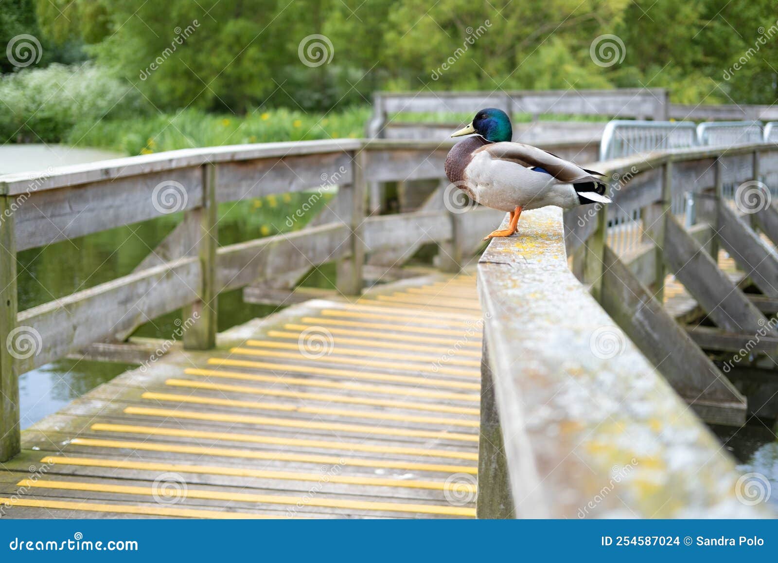 Side View of a Duck Resting on a Boardwalk Handrail Stock Photo - Image ...